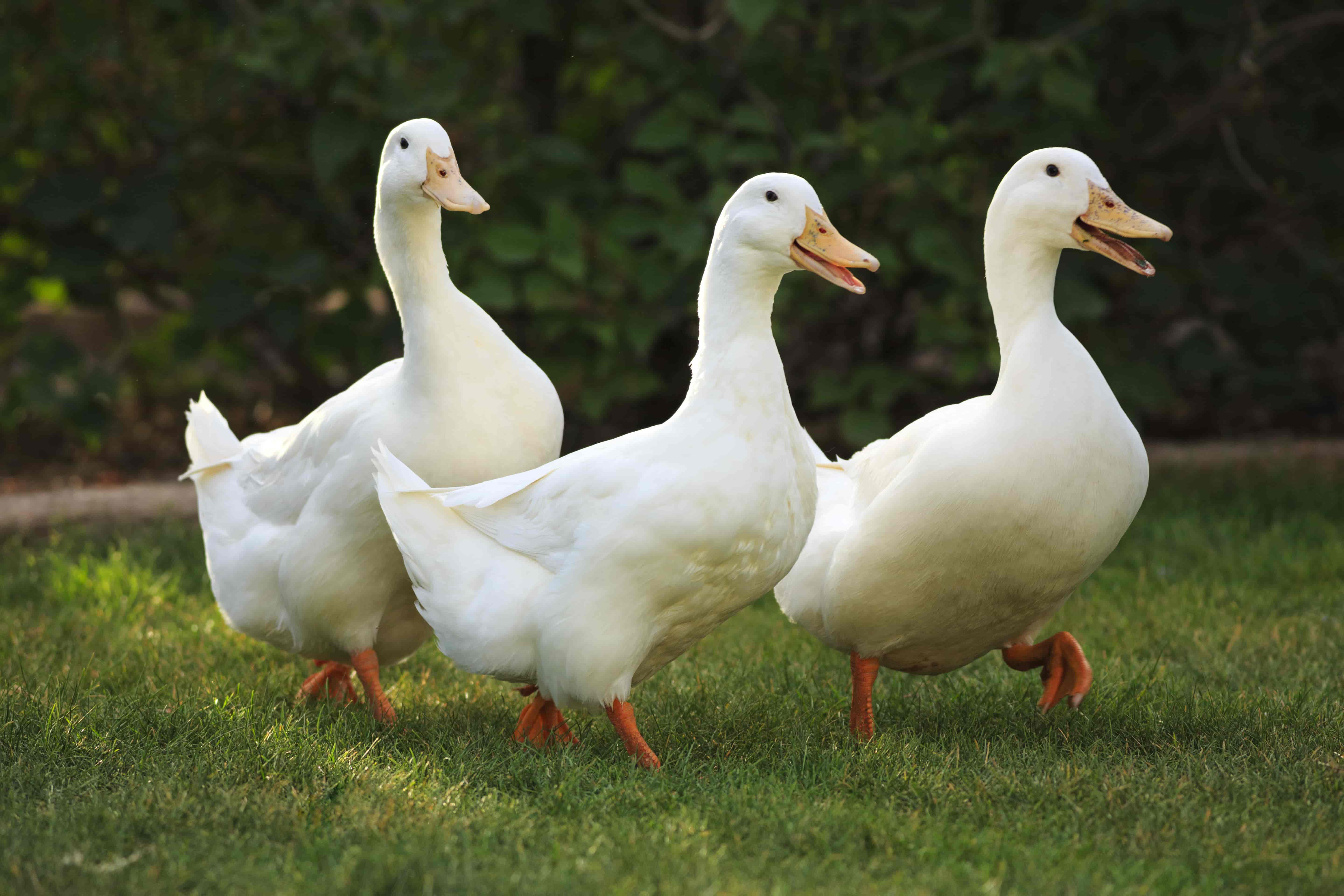 Geflügelhof Dietmar Esken - Enten