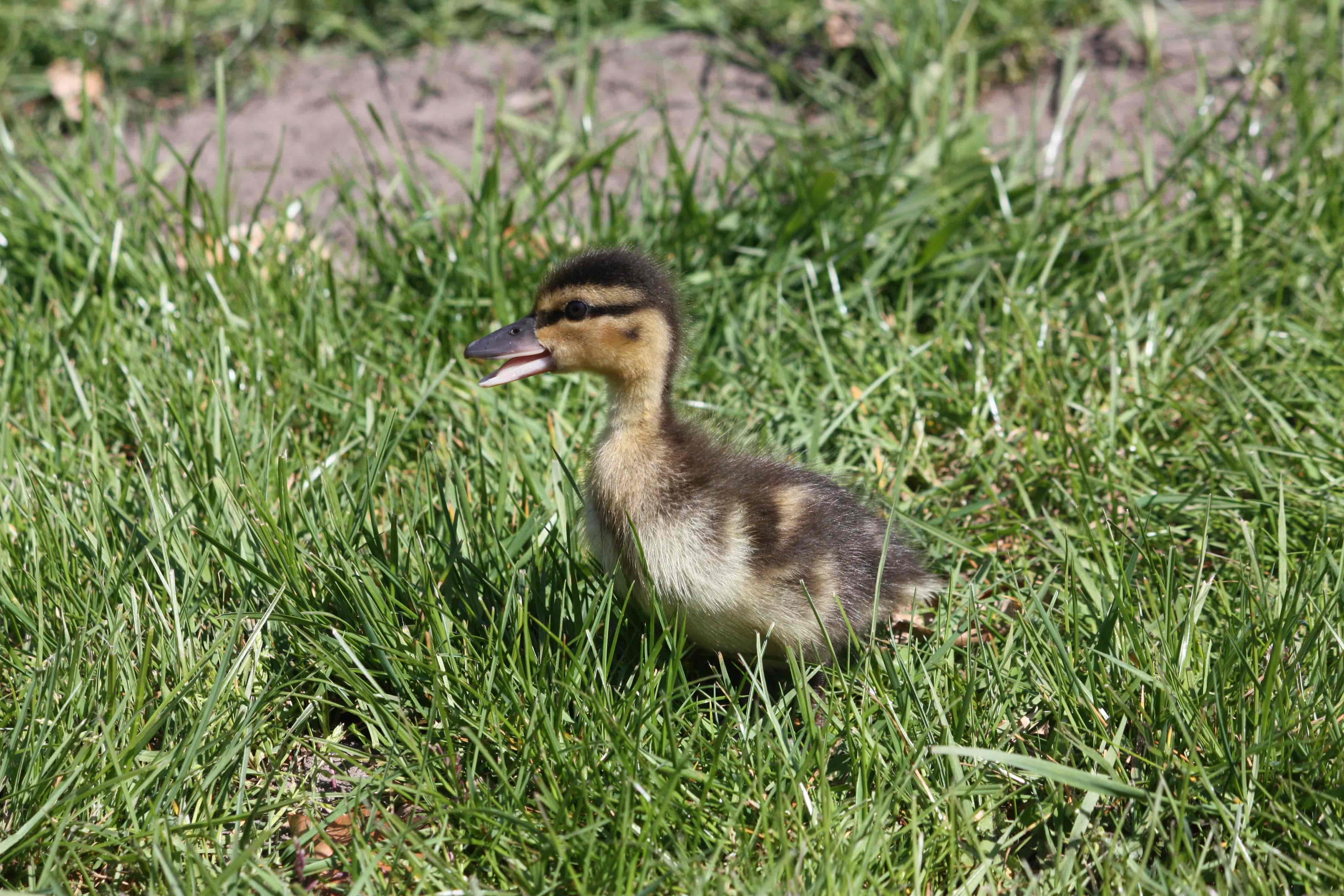 Geflügelhof Dietmar Esken - Enten